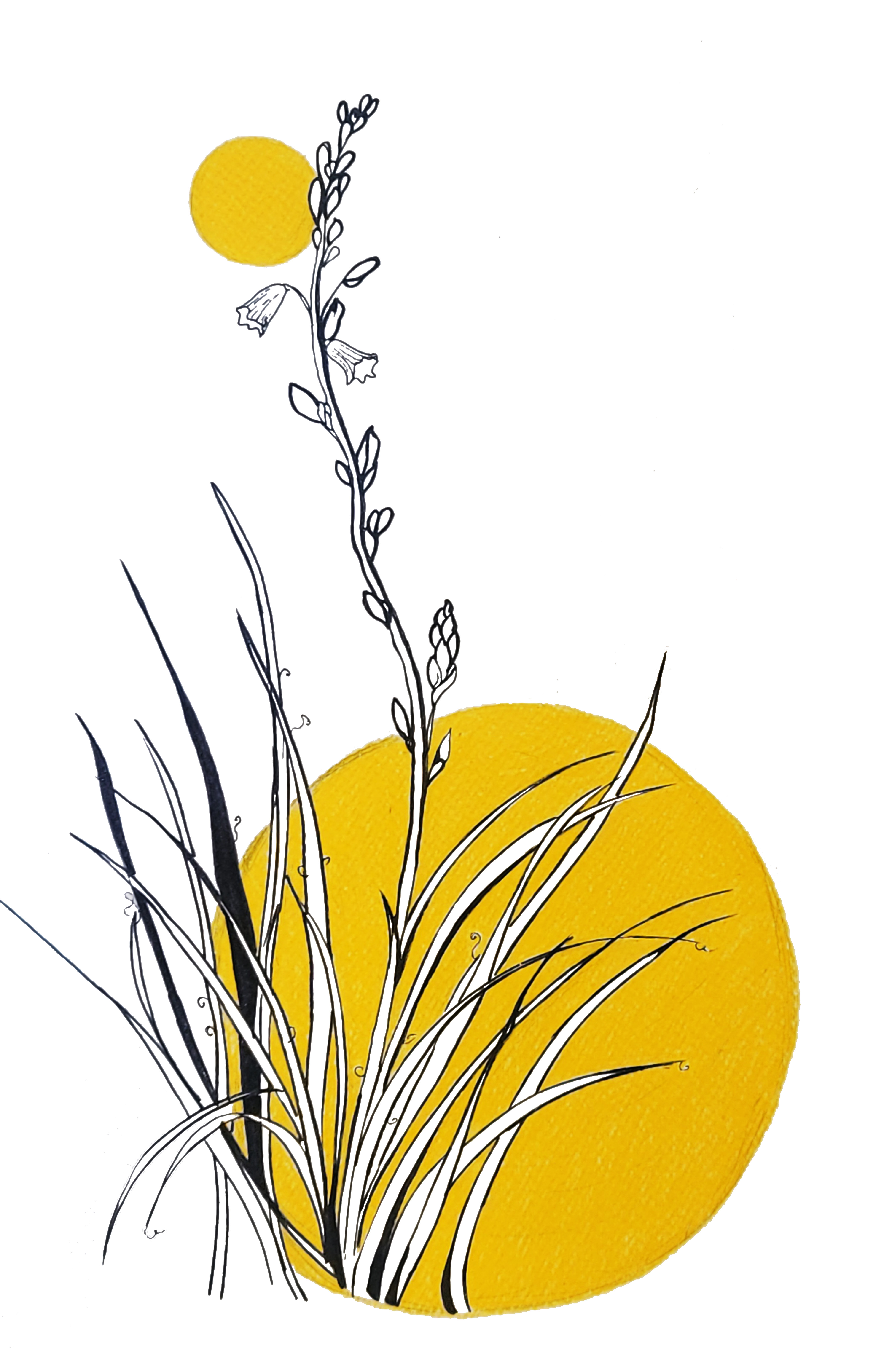 Illos – Illustrations – Jarifuller